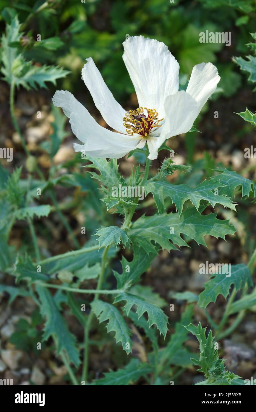 White prickly poppy (Argemone albiflora). Called Bluestem prickly poppy ...