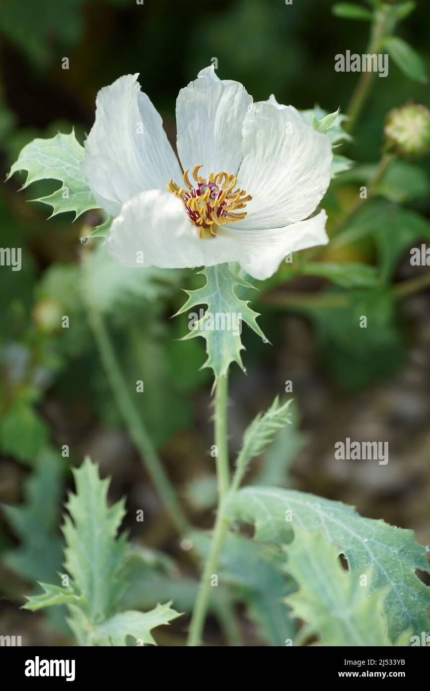 White prickly poppy (Argemone albiflora). Called Bluestem prickly poppy ...