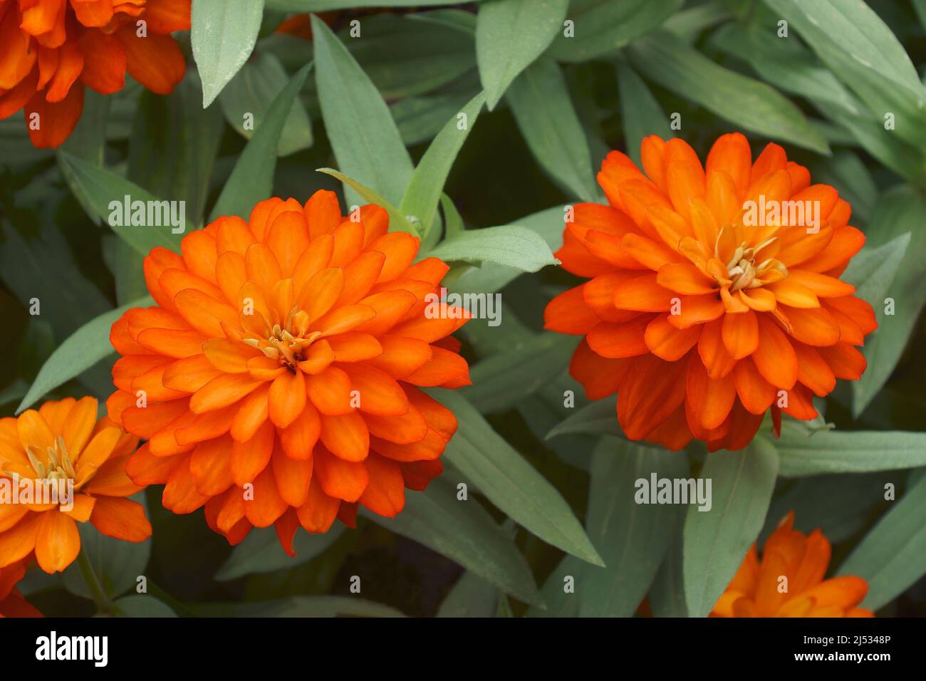 Zinnia angustifolia hi-res stock photography and images - Alamy