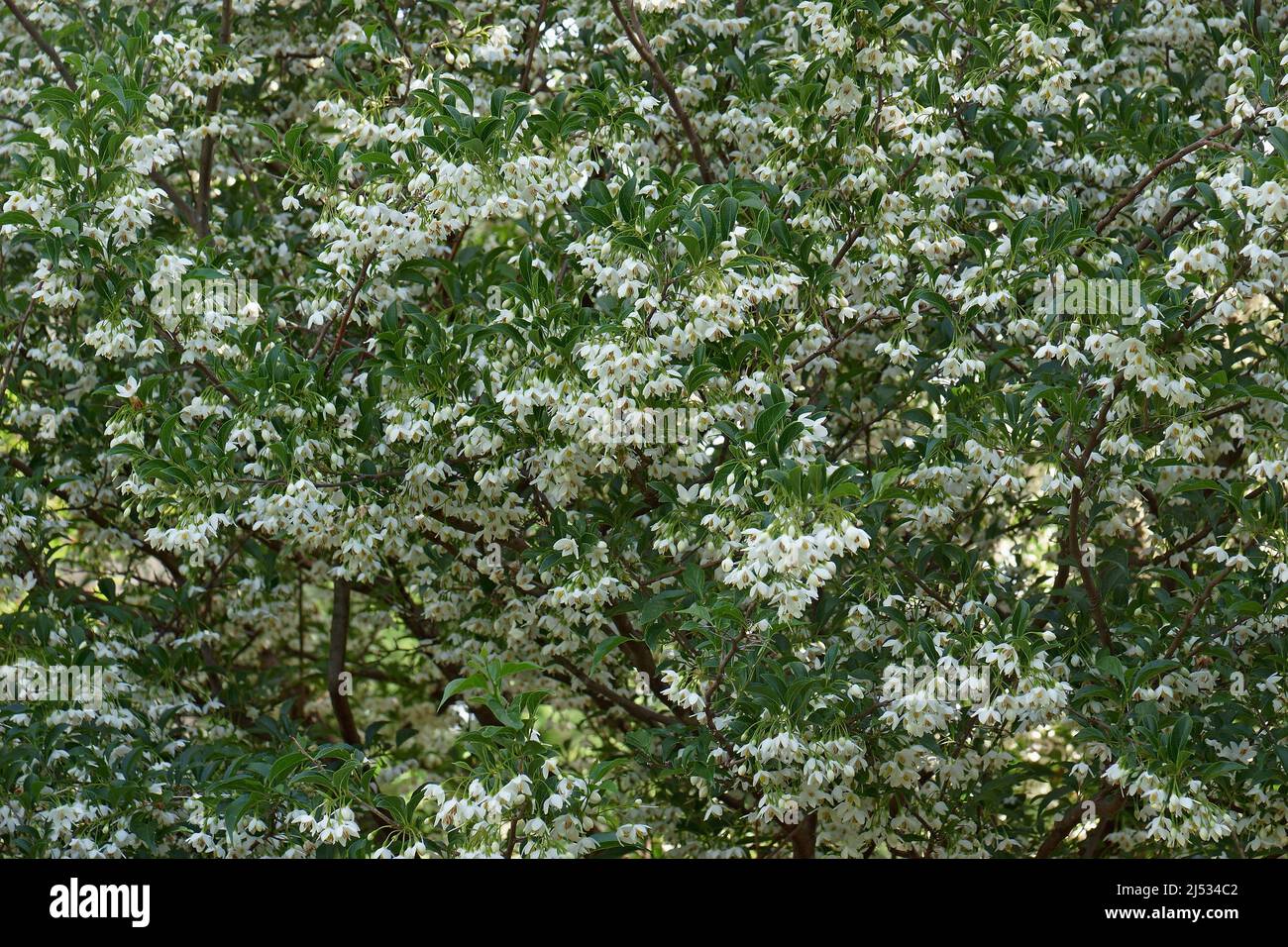 Japanese snowbell (Styrax japonicus Stock Photo - Alamy