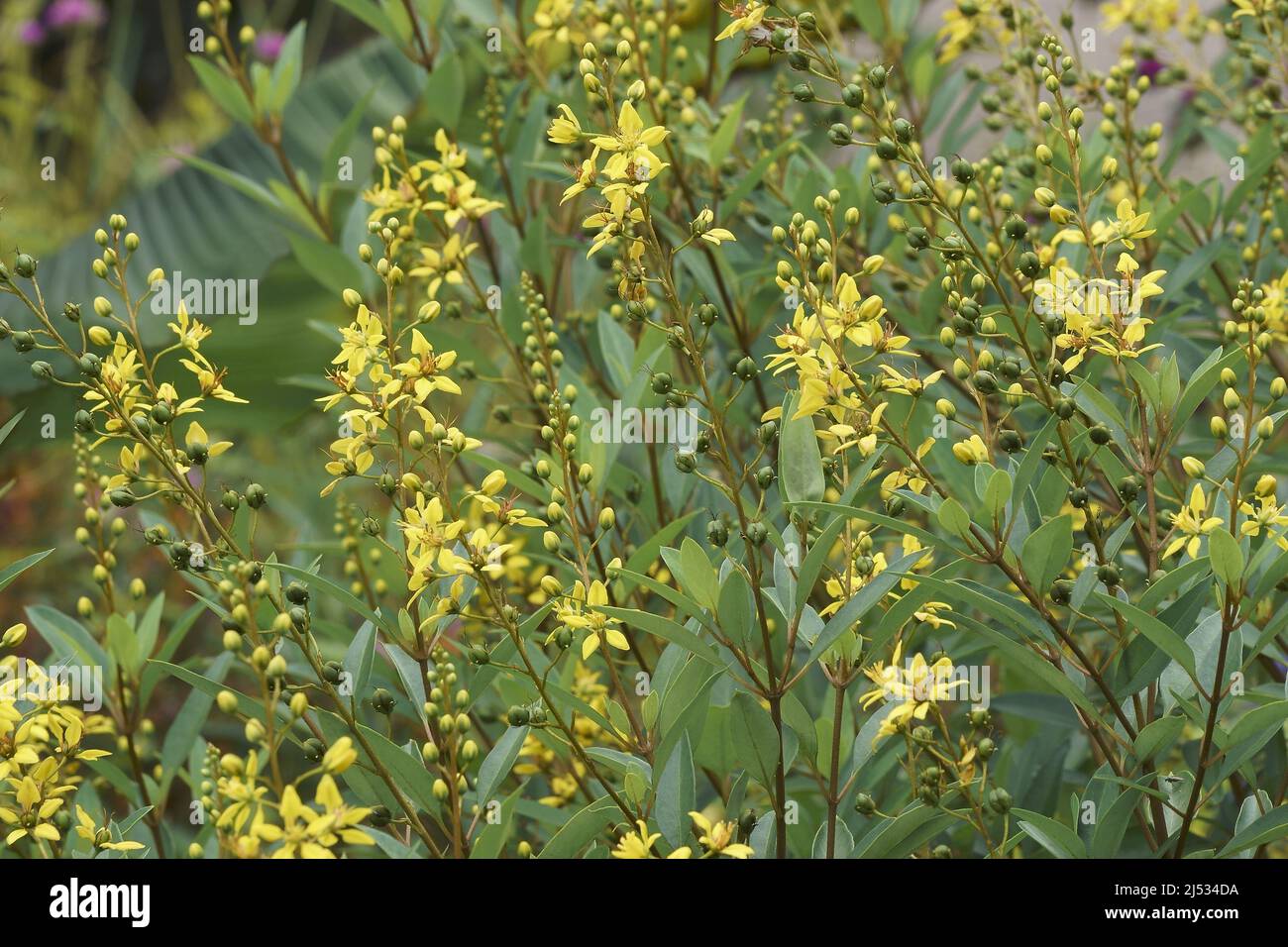 Gold shower thryallis hi-res stock photography and images - Alamy