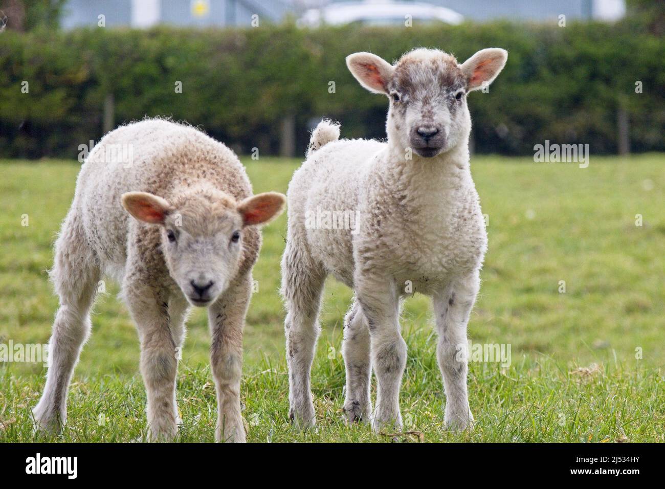 Spring lambs in St Ives, Cambridgeshire Stock Photo - Alamy