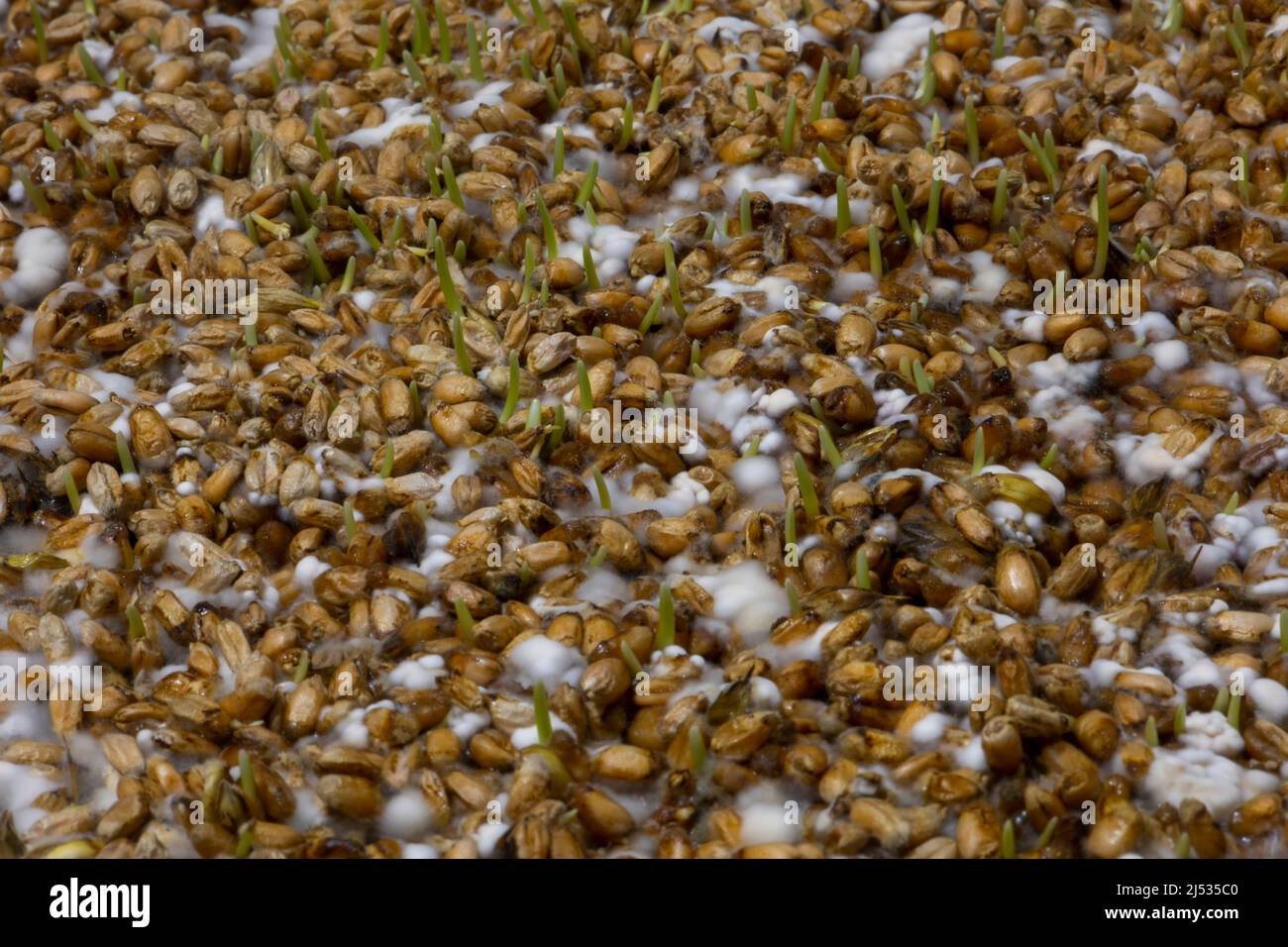 Sprouted wheat grain green hi-res stock photography and images - Alamy