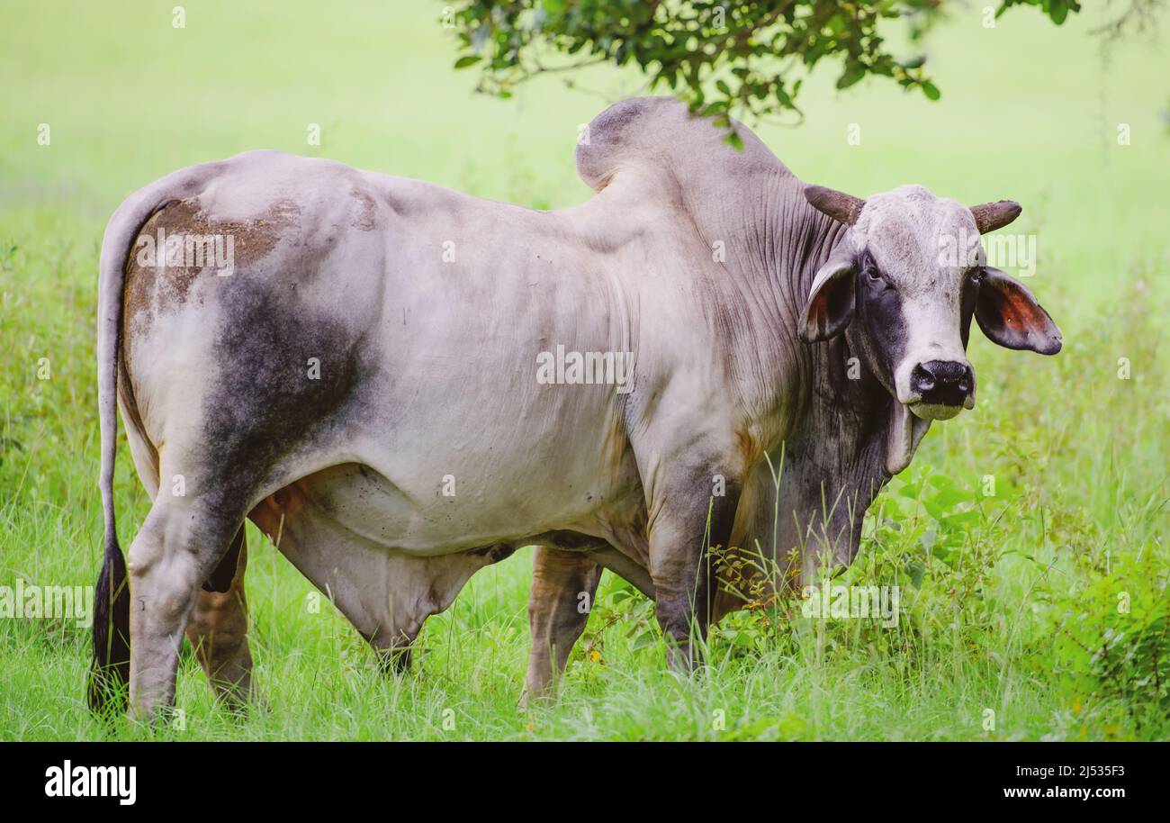 Holstein cow. Dairy cow. Cowshed on summer pasture. Cow on summer ...