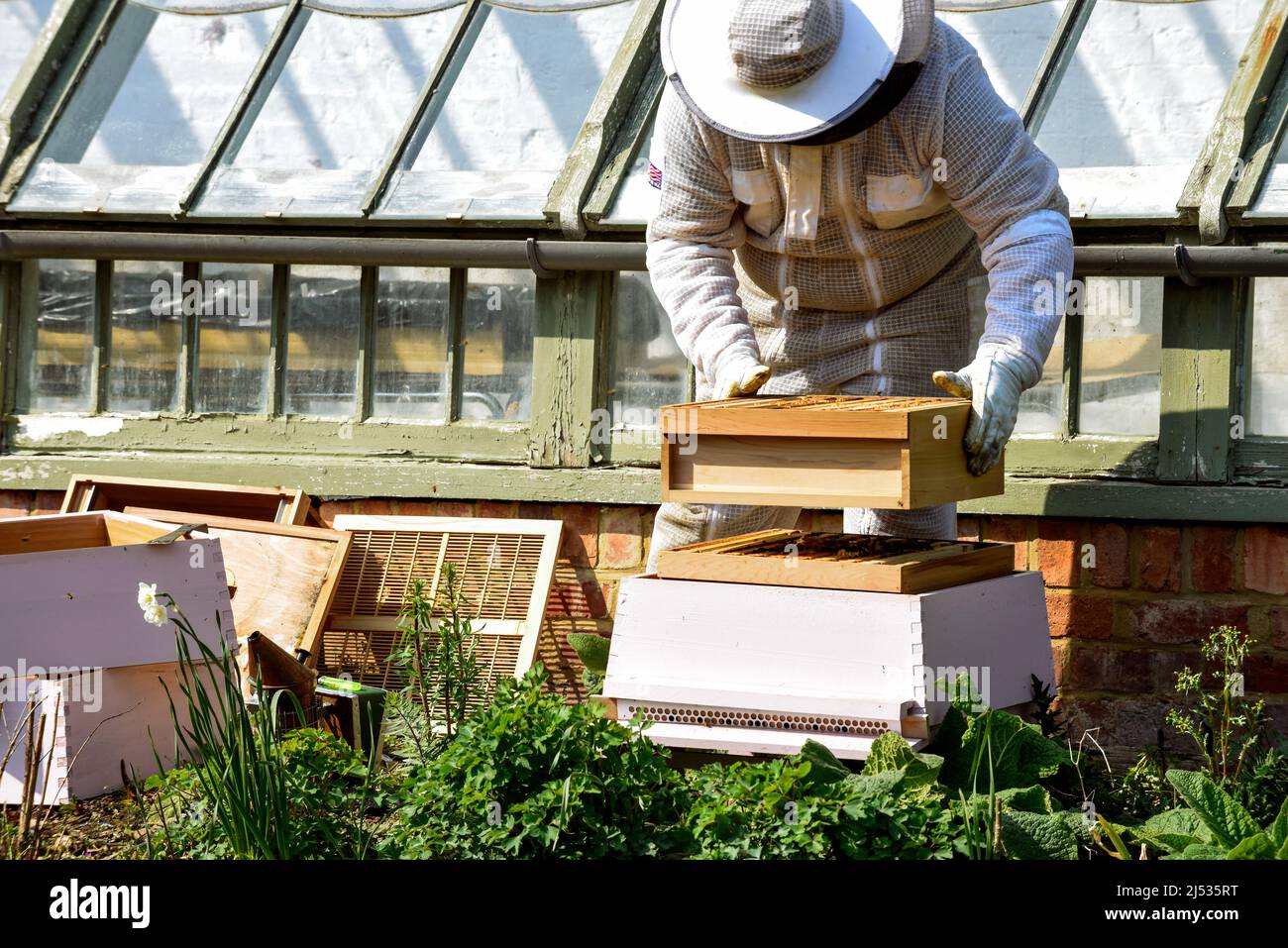 Beekeeper collecting honey from bee hive in beekeeping suit Stock Photo ...