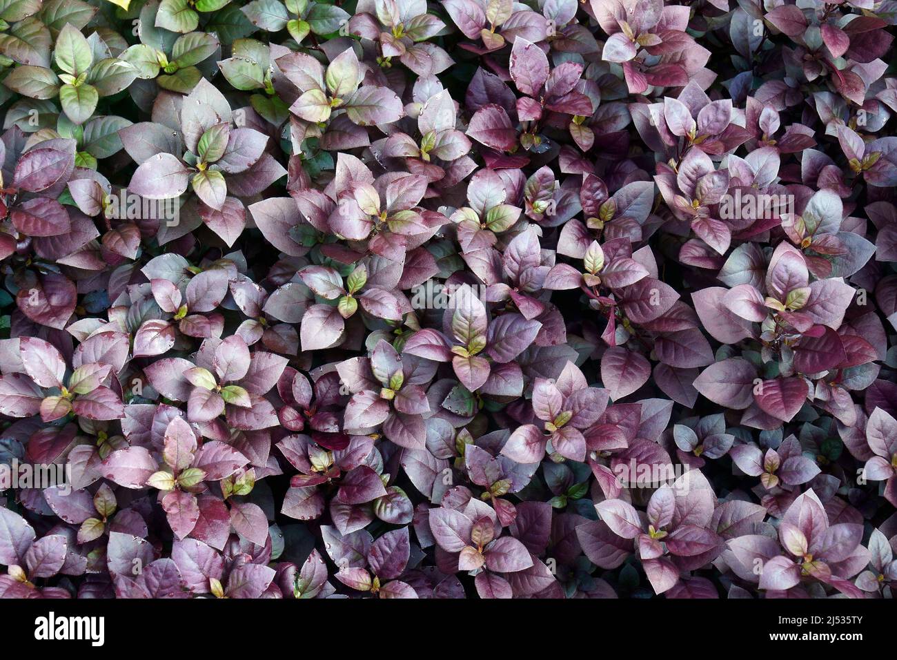 Purple Prince Joyweed (Alternanthera brasiliana 'Purple Prince ...