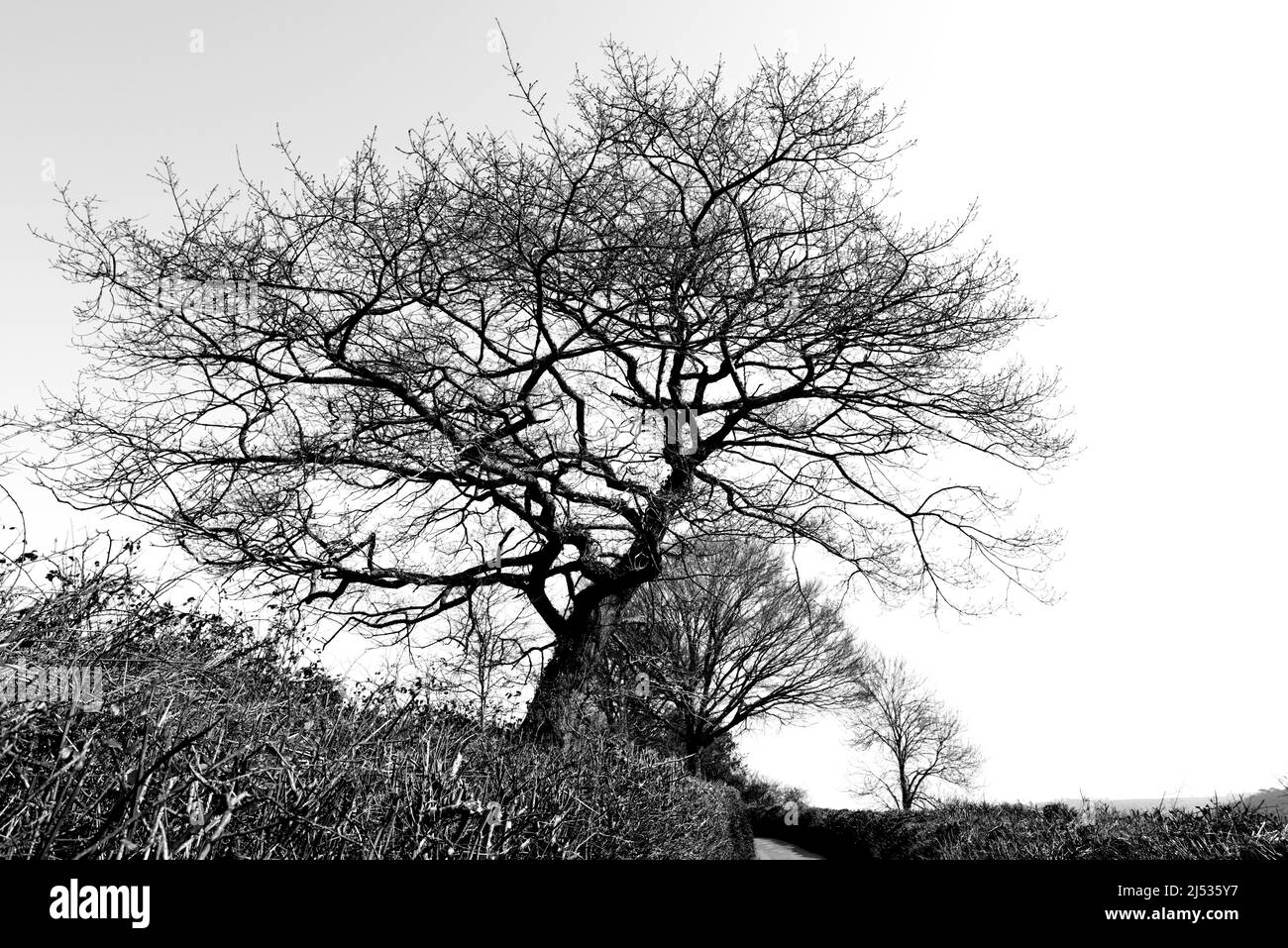 Black and white of tree in spring before growing new leaves Stock Photo ...