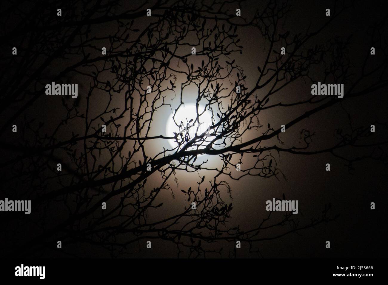 Full moon seen from a Berlin backyard Stock Photo - Alamy