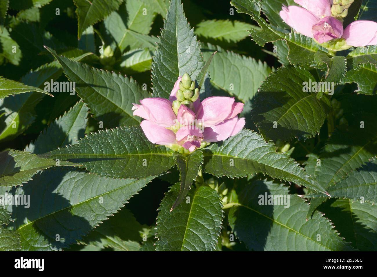 Turtlehead (Chelone lyonii). Called Pink turtlehead and Lyons ...