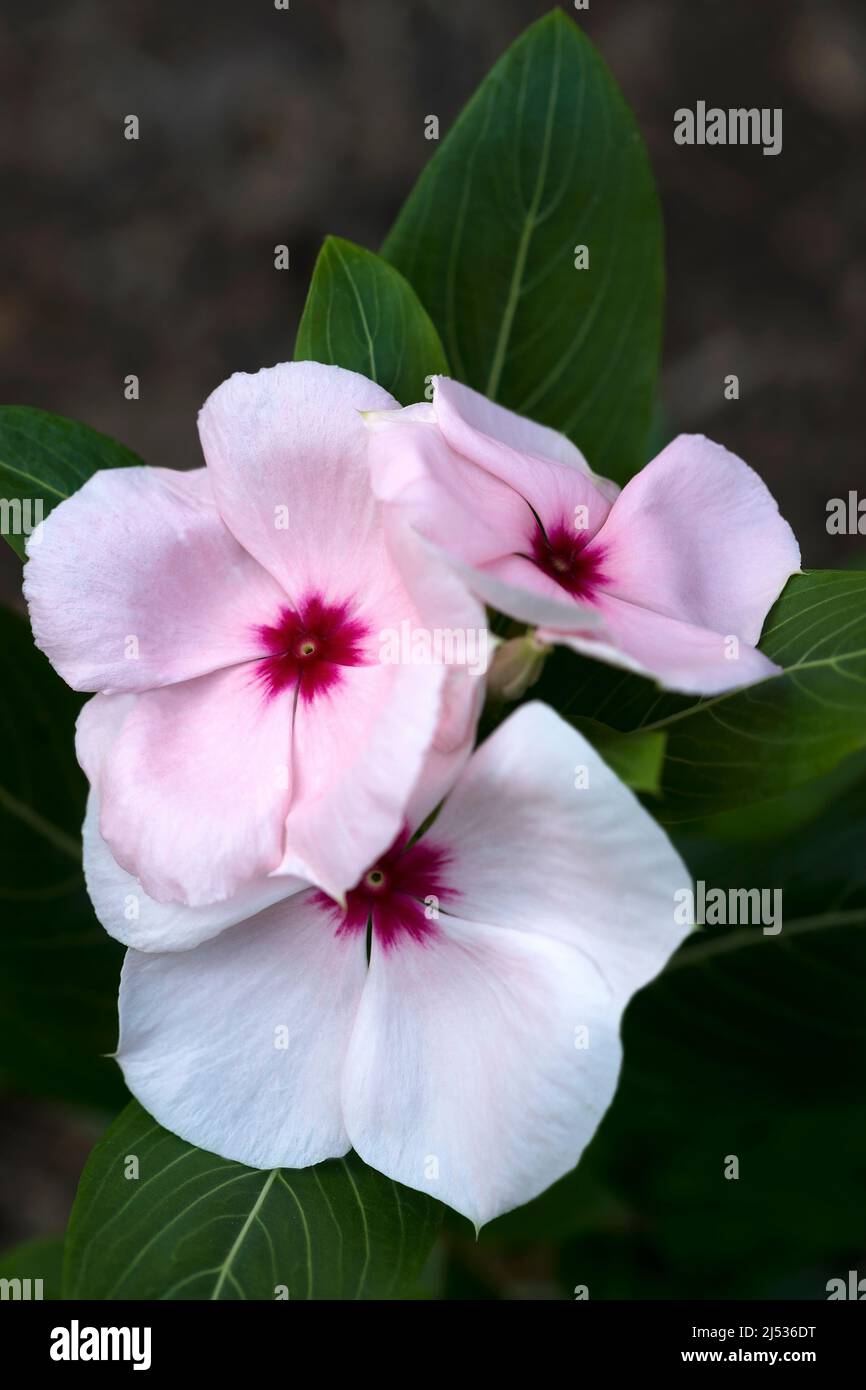 Madagascar periwinkle (Catharanthus roseus). Known also as Rosy ...