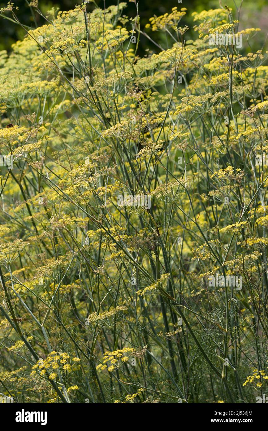 Common fennel (Foeniculum vulgare). Called Fennel, Florence fennel and ...