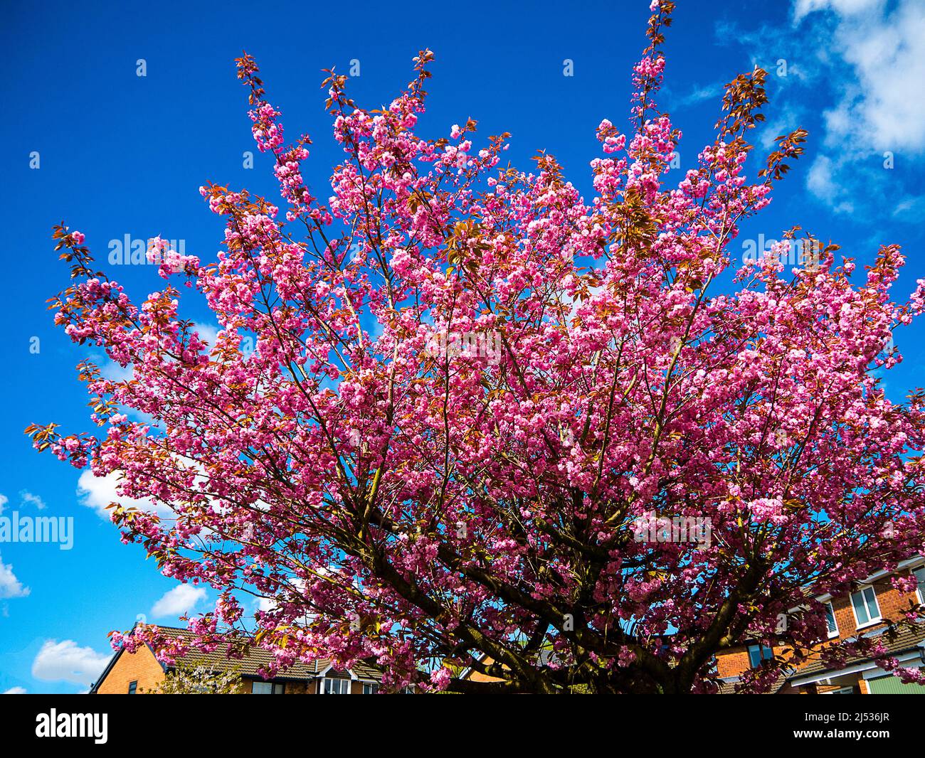 The double blossom cherry tree is an ornamental tree that is a ...