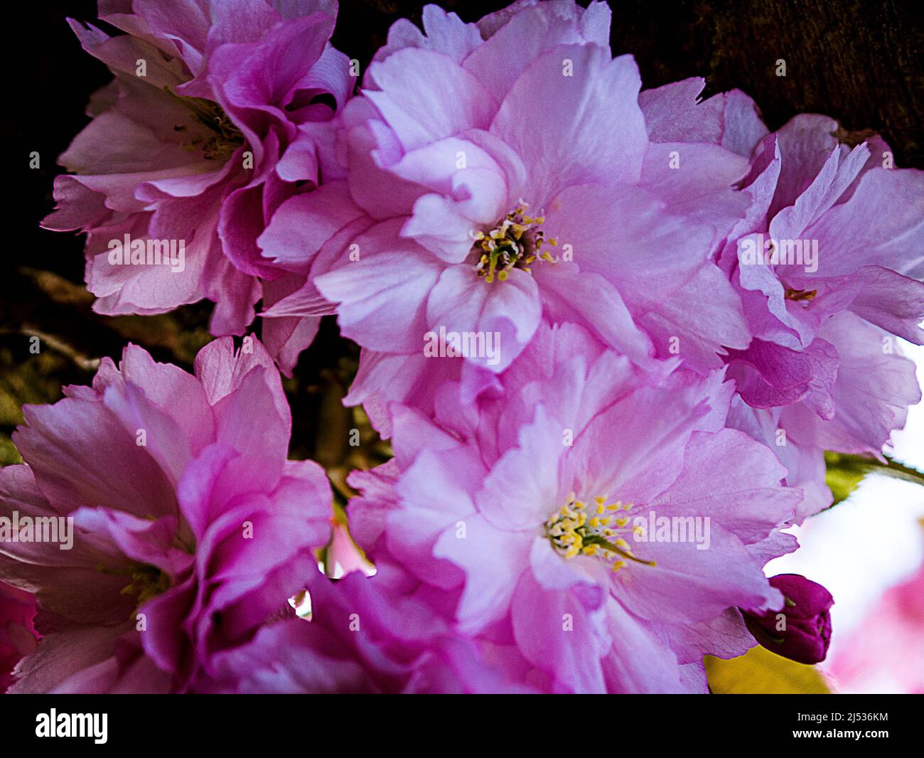 The double blossom cherry tree is an ornamental tree that is a ...