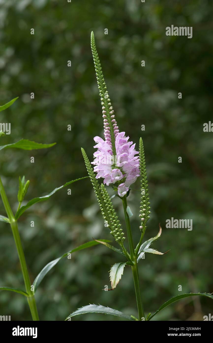 Obedient Plant (Physostegia virginiana). Called Obedience and False ...