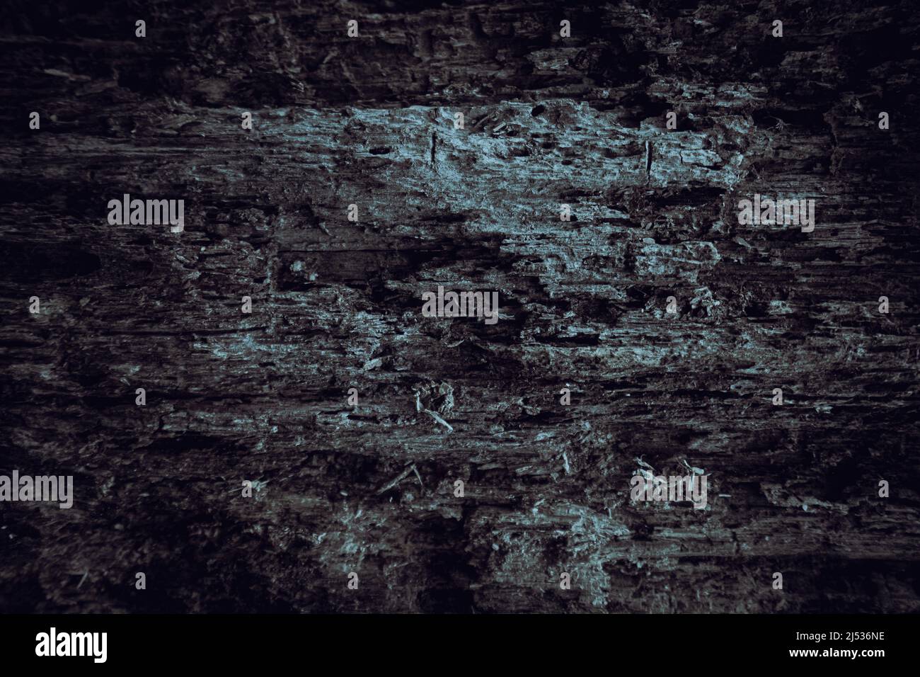 Dark cracked tree wood texture background for horror Halloween theme ...