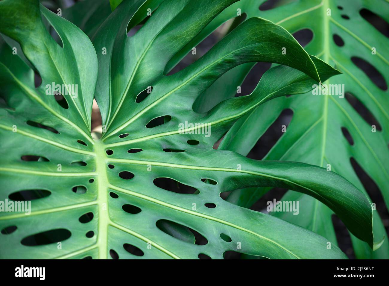 Split Leaf Philodendron Roots