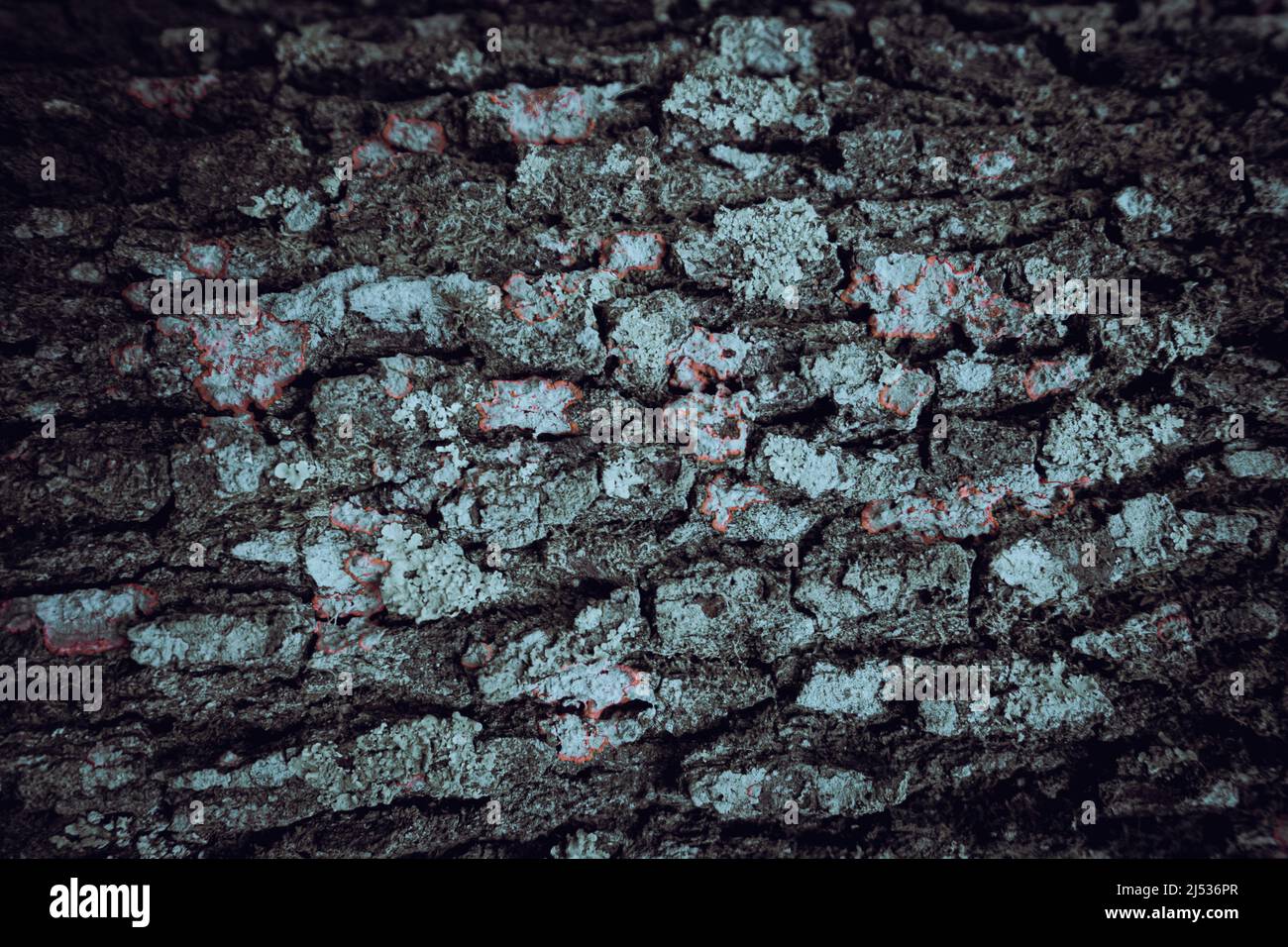 Dark cracked tree wood texture background for horror Halloween theme ...