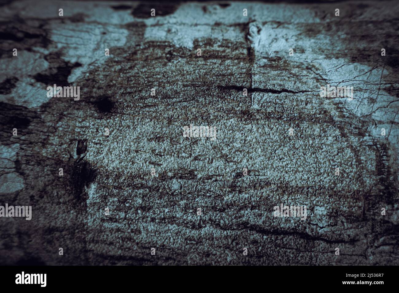 Dark cracked tree wood texture background for horror Halloween theme ...