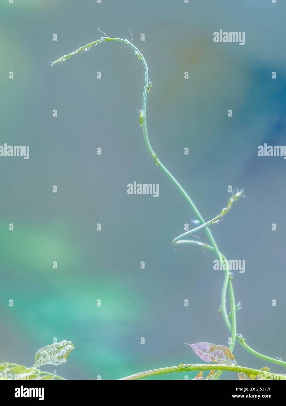 CHONGQING, CHINA - APRIL 19, 2022 - Cane vine sprout in a rose garden ...