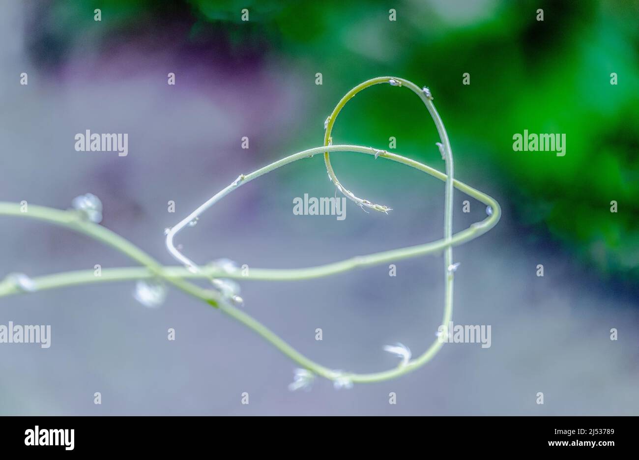 CHONGQING, CHINA - APRIL 19, 2022 - Cane vine sprout in a rose garden ...