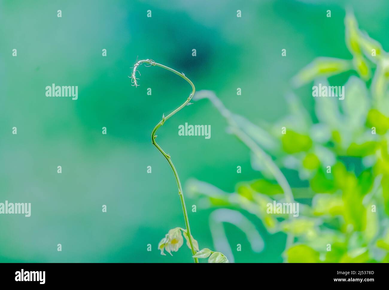 CHONGQING, CHINA - APRIL 19, 2022 - Cane vine sprout in a rose garden ...
