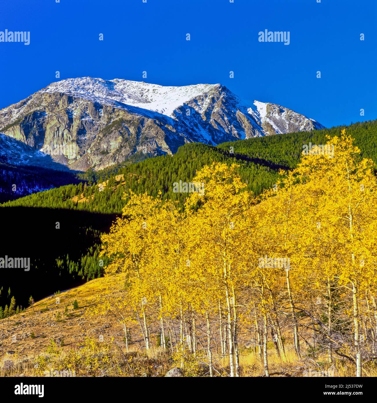 aspen in fall color below hollow top mountain in the tobacco root range ...