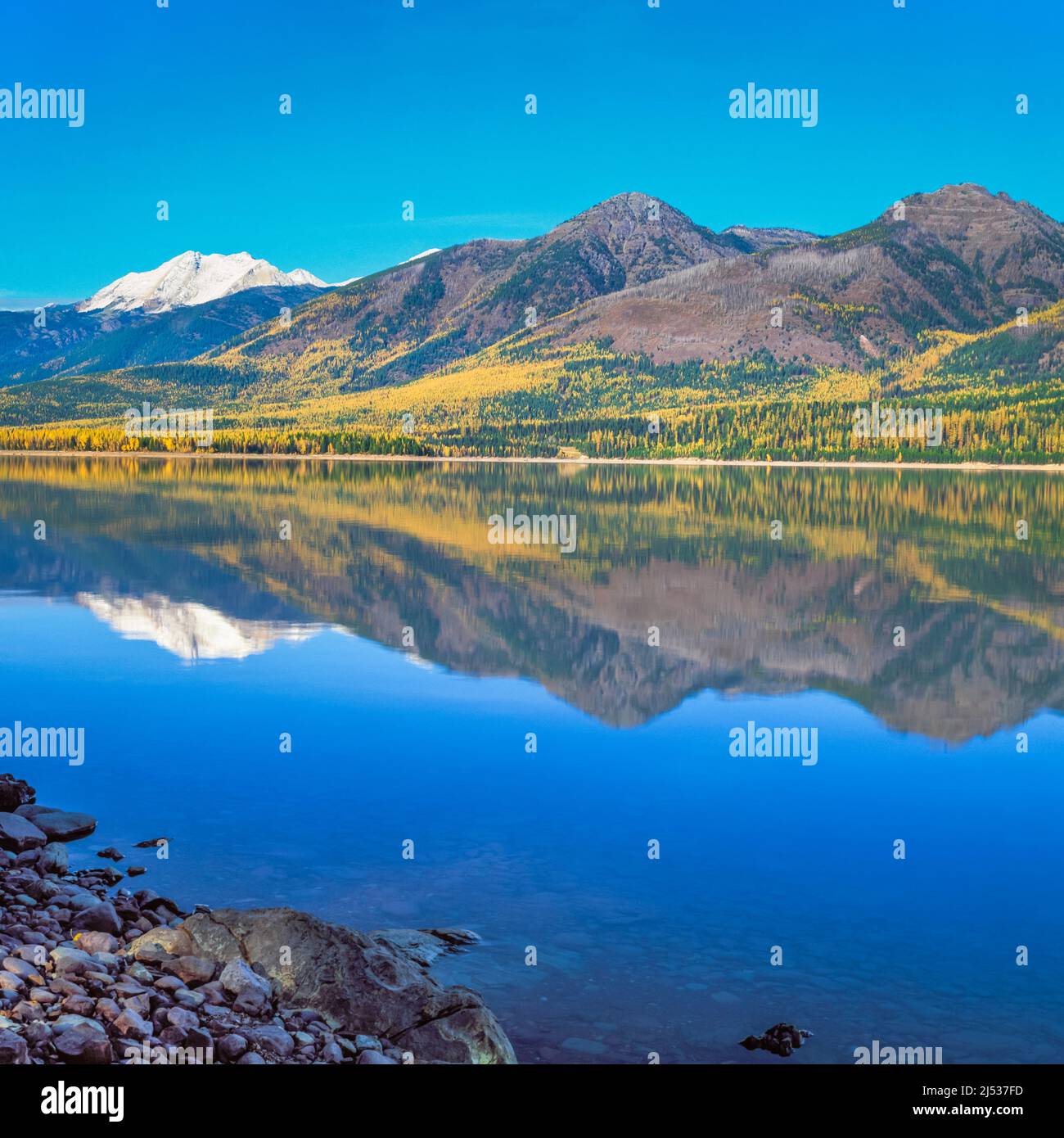 fall colors in the flathead range above hungry horse reservoir near ...