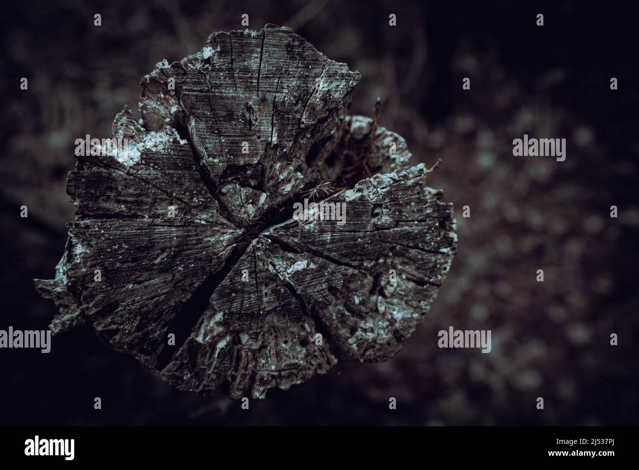 Dark cracked tree wood texture background for horror Halloween theme ...