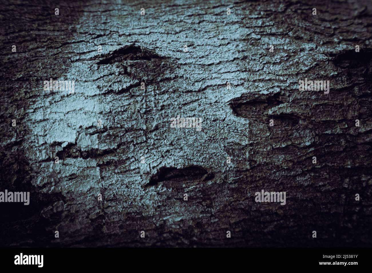 Dark cracked tree wood texture background for horror Halloween theme ...