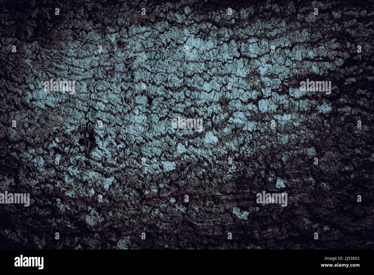 Dark cracked tree wood texture background for horror Halloween theme ...