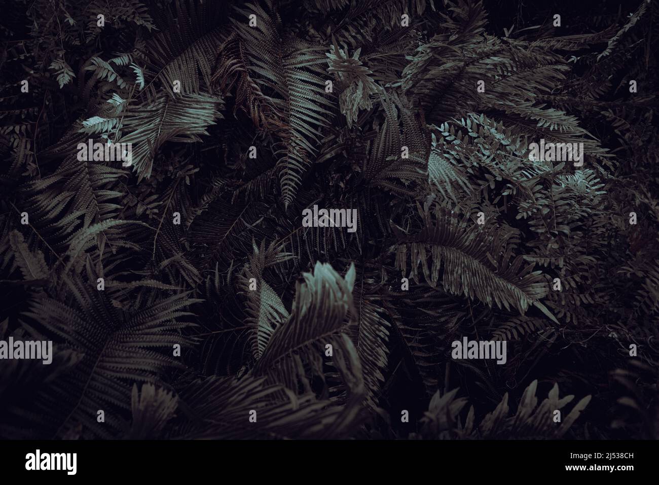 Dark forest ferns plants texture background for horror Halloween theme ...