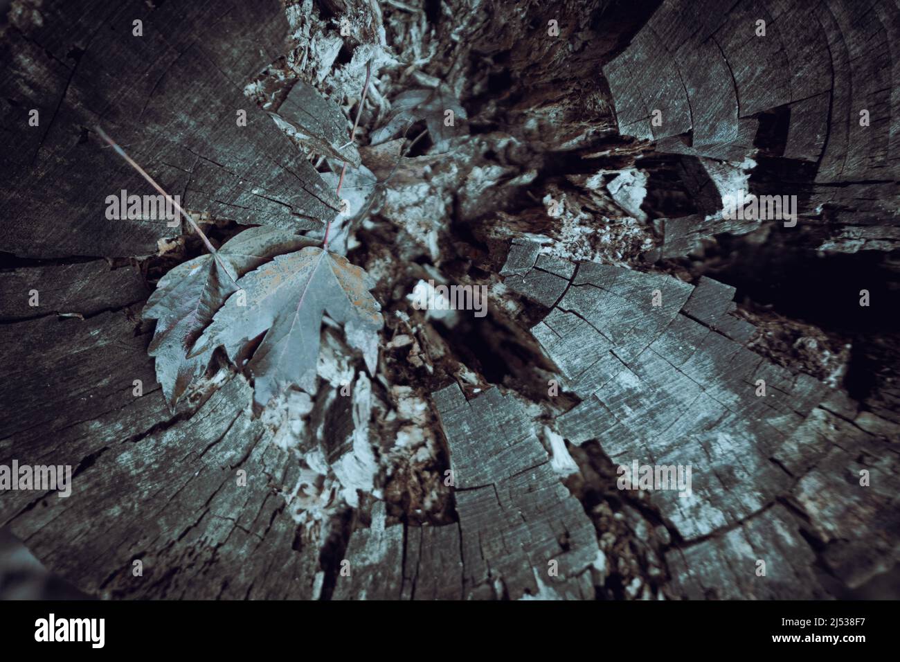 Dark cracked tree wood texture background for horror Halloween theme ...