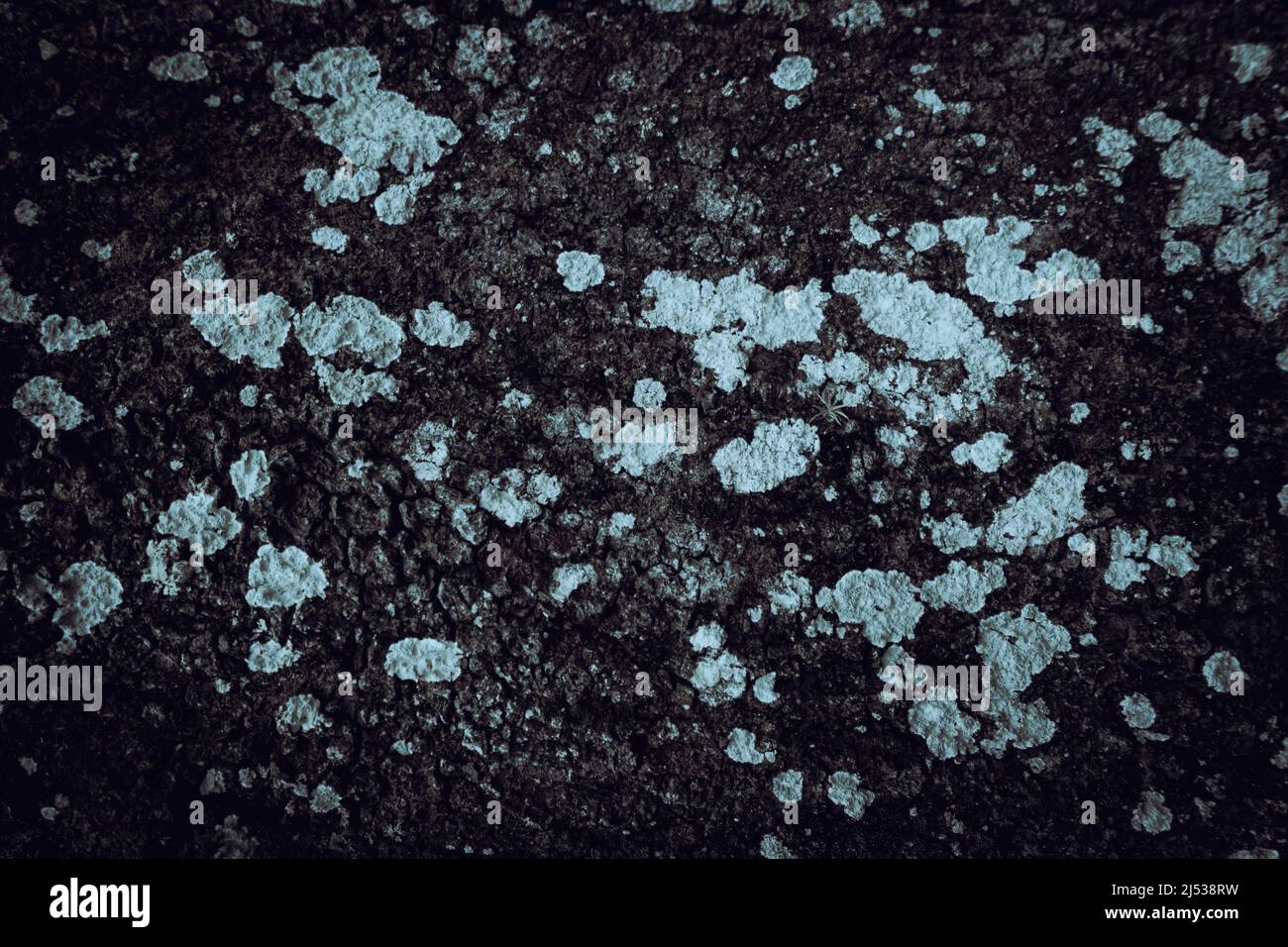 Dark cracked tree wood texture background for horror Halloween theme ...