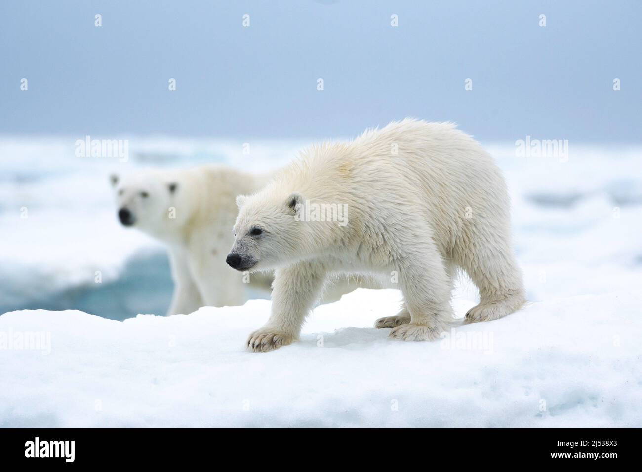 POLAR BEAR, 2022. ph: Jeff Wilson/ © Disney+ /Courtesy Everett ...