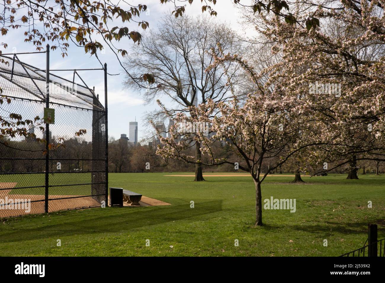 Great Lawn Ballfields in Central Park at springtime, New York City, USA ...
