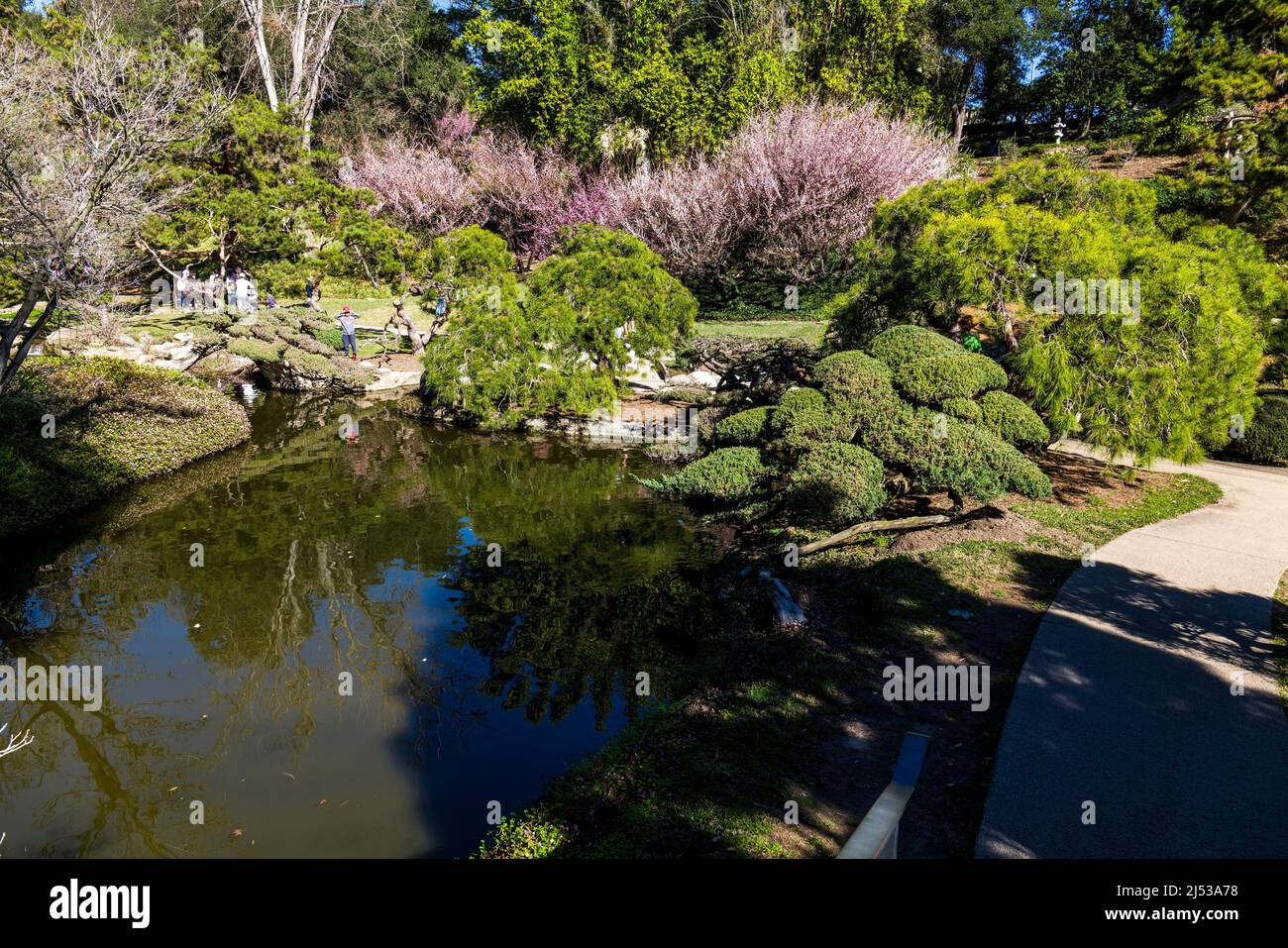 Huntington library botanic gardens hi-res stock photography and images ...