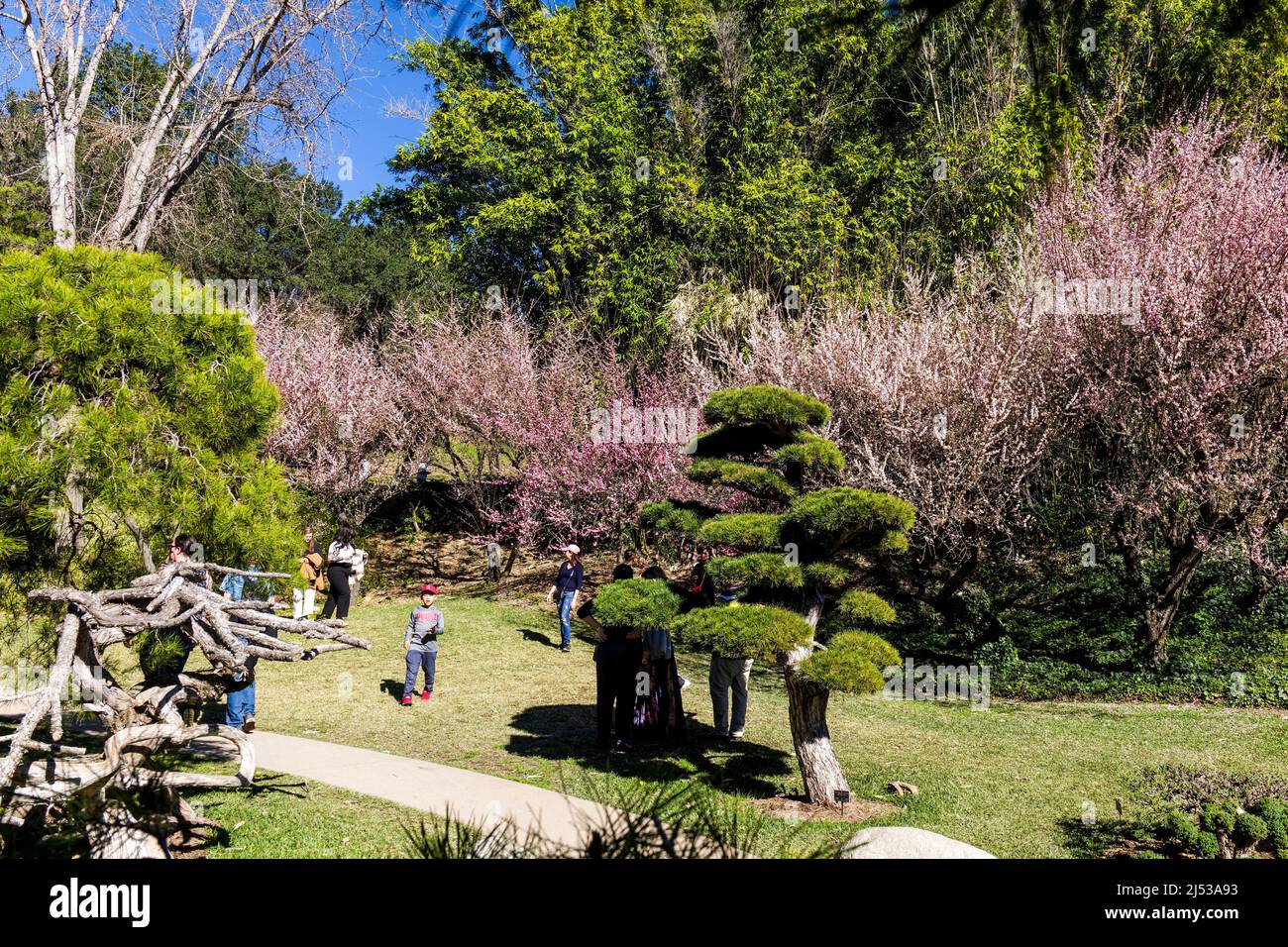Huntington Library Botanic Gardens Stock Photo - Alamy