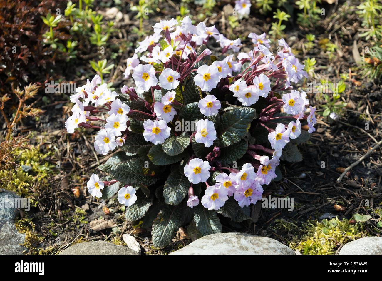 Guinevere gardens hi-res stock photography and images - Alamy