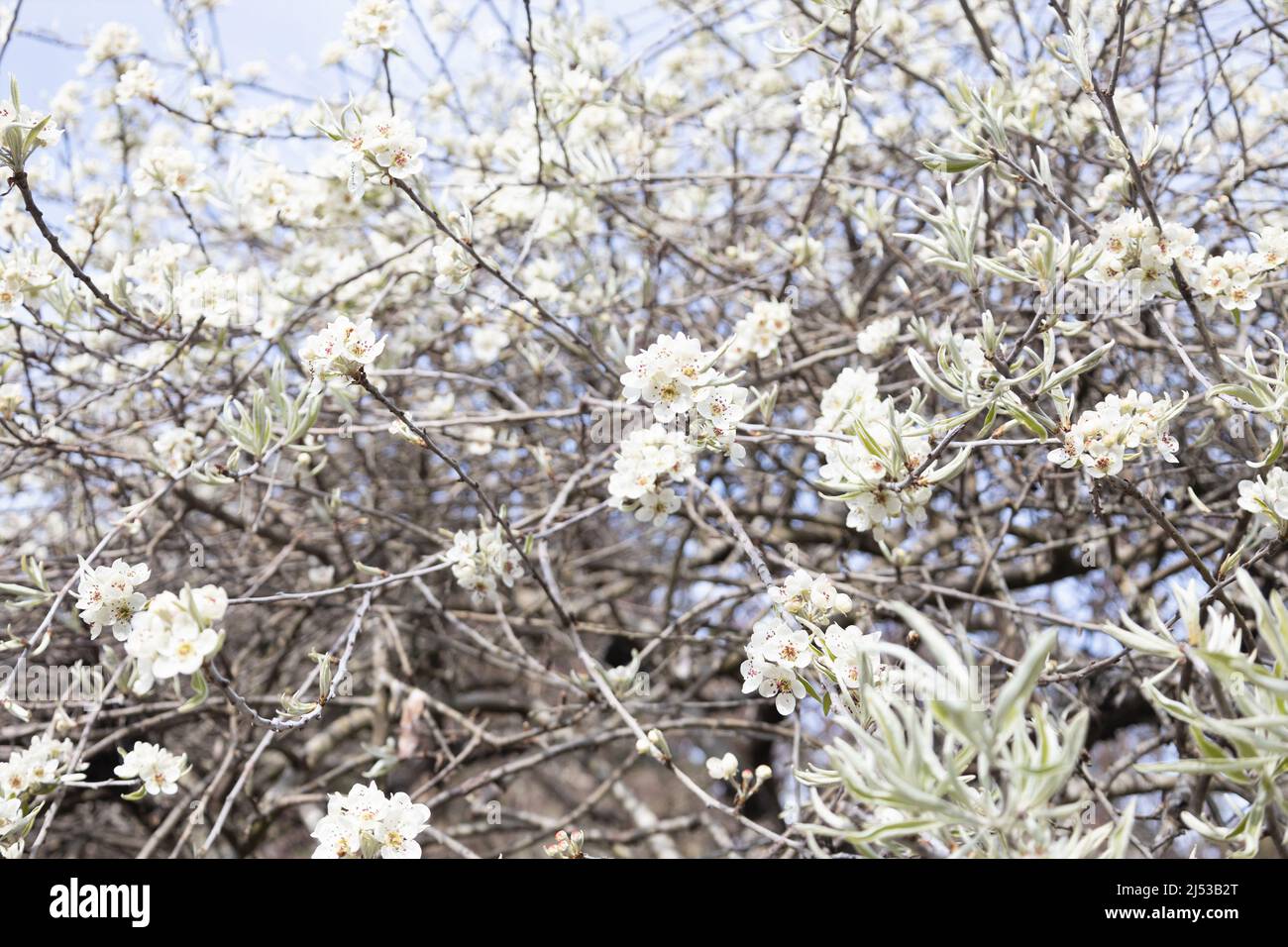 Pyrus salicifolia 'pendula' - weeping willowleaf pear tree Stock Photo ...
