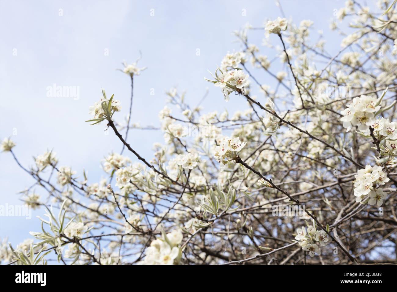 Pyrus salicifolia 'pendula' - weeping willowleaf pear tree Stock Photo ...