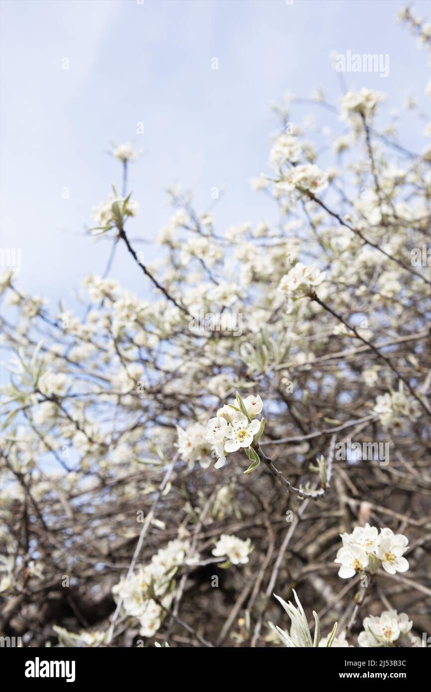 Pyrus salicifolia 'pendula' - weeping willowleaf pear tree Stock Photo ...