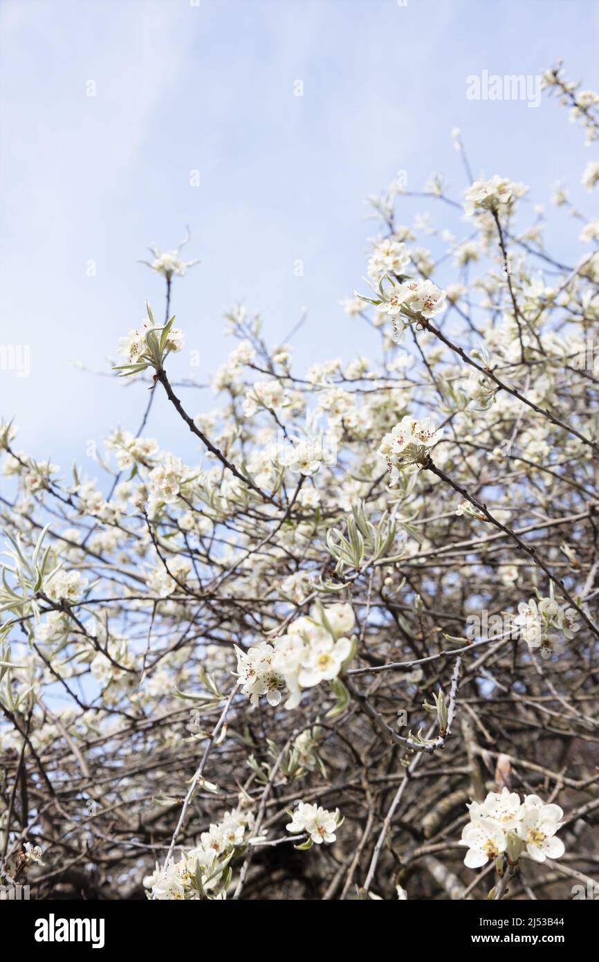 Pyrus salicifolia 'pendula' - weeping willowleaf pear tree Stock Photo ...