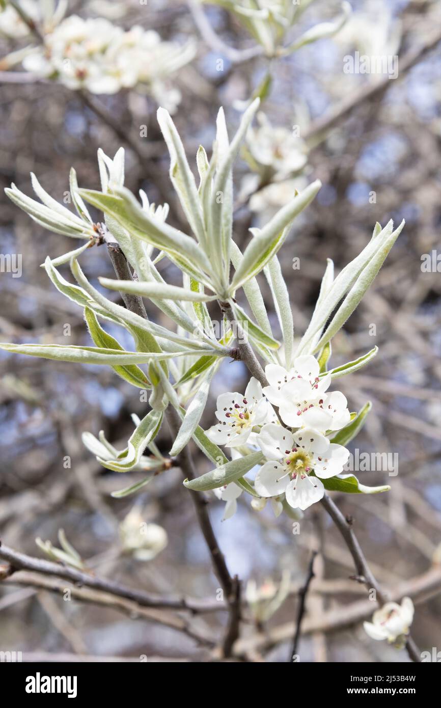 Pyrus salicifolia 'pendula' - weeping willowleaf pear tree Stock Photo ...