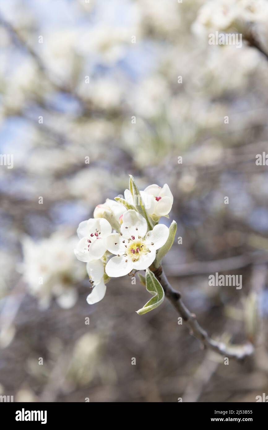 Pyrus salicifolia 'pendula' - weeping willowleaf pear tree Stock Photo ...