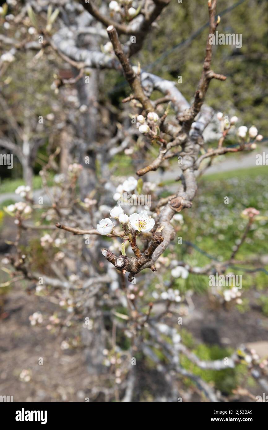Pear tree buds hi-res stock photography and images - Alamy