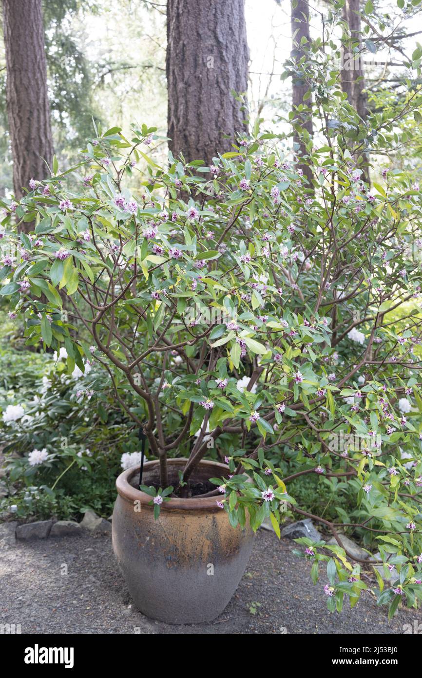 Daphne in container hi-res stock photography and images - Alamy