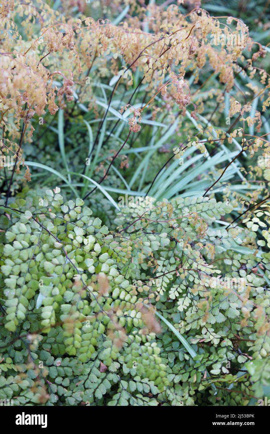 Adiantum venustum - Himalayan maidenhair fern Stock Photo - Alamy