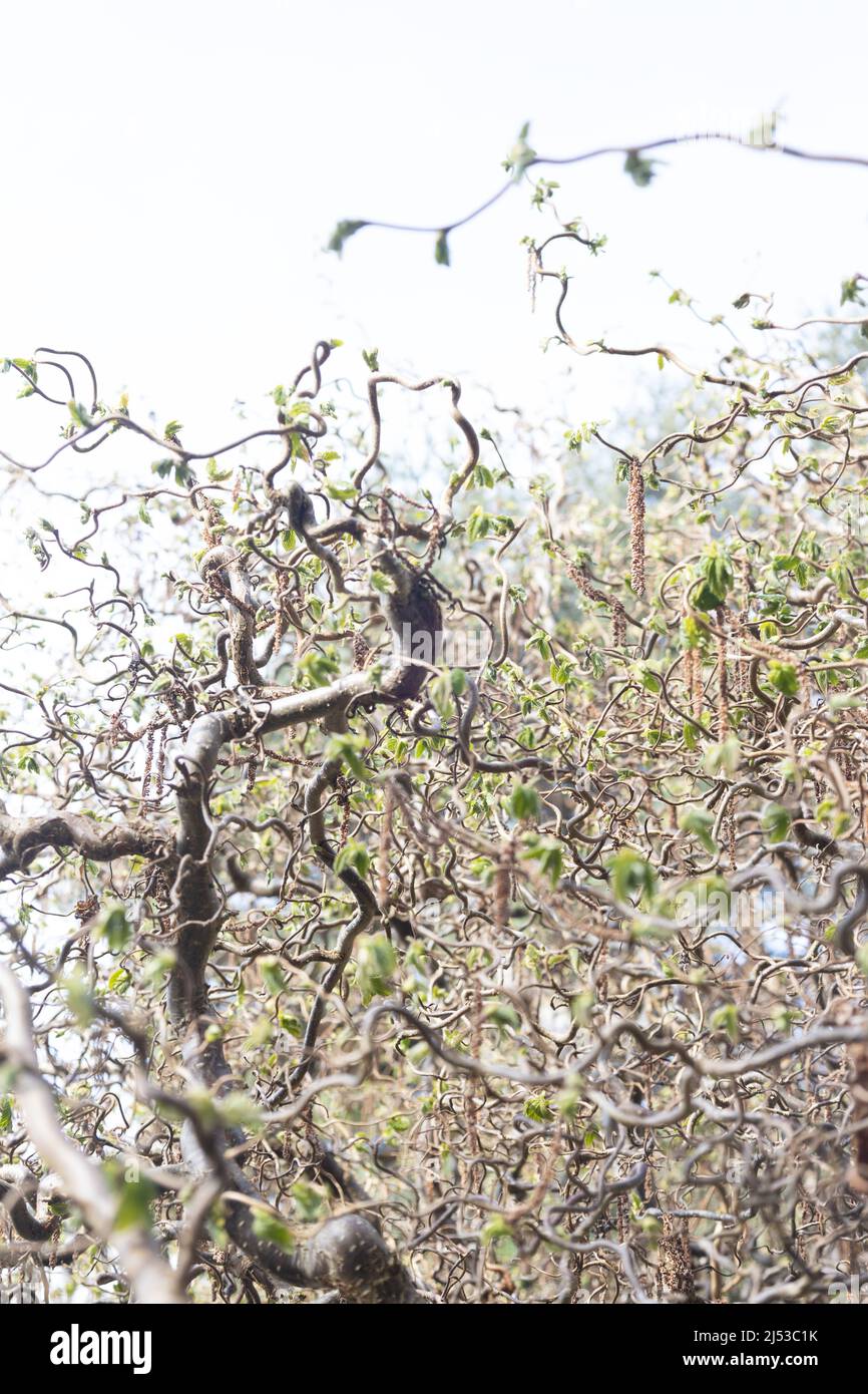 Corylus avellana 'contorta' - Harry Lauder's Walking Stick shrub Stock ...