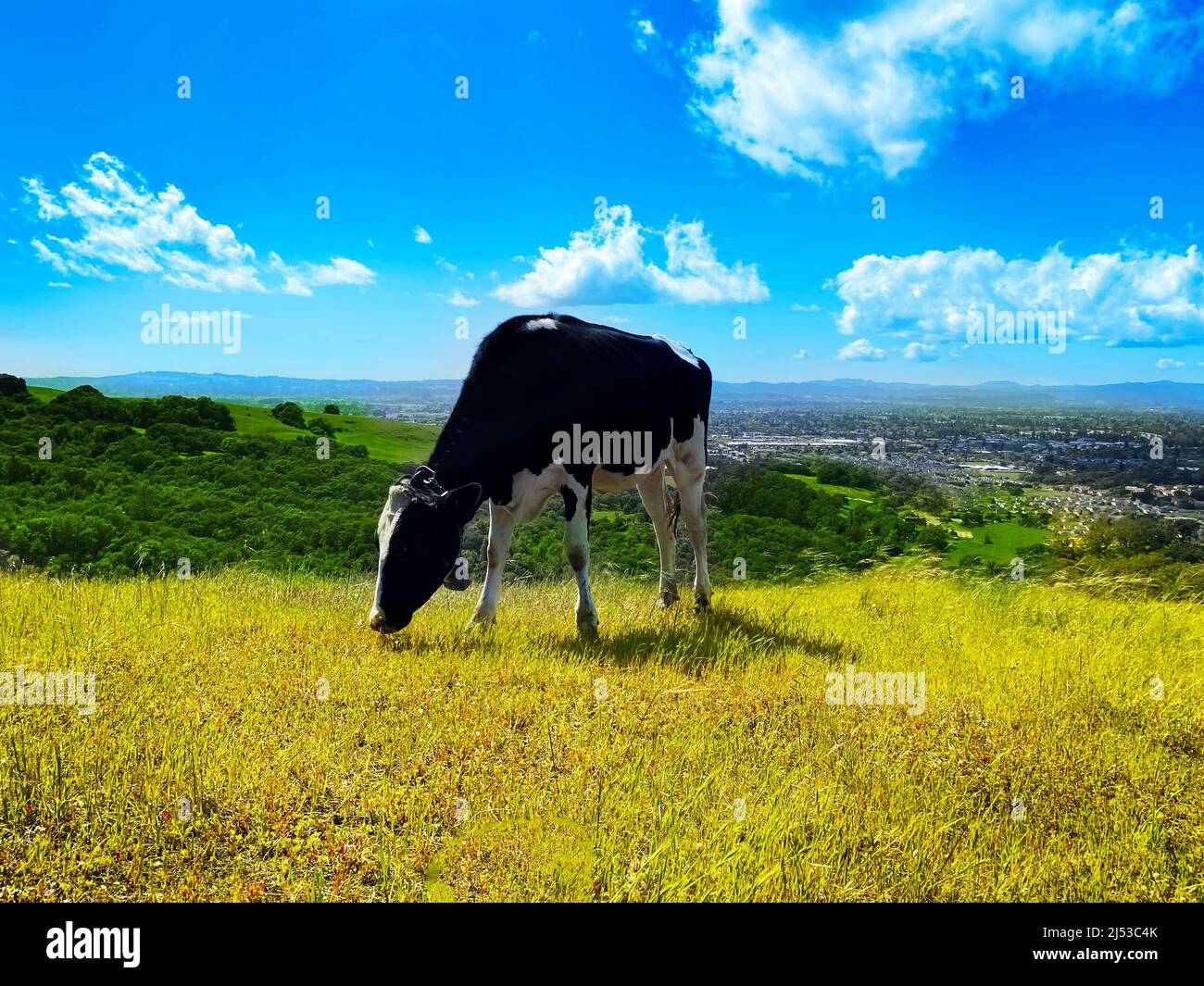 Cow cows clouds grazing hi-res stock photography and images - Alamy