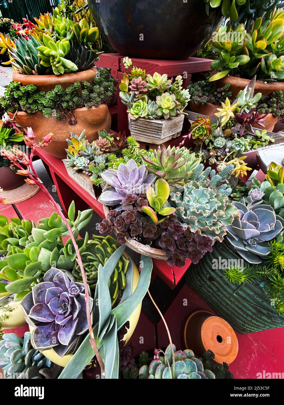 A variety of succulents Stock Photo - Alamy